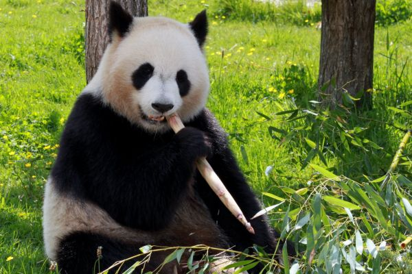 Raising renminbi - panda or dim sum?
