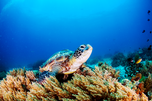 Helping conserve marine biodiversity across Asia Pacific